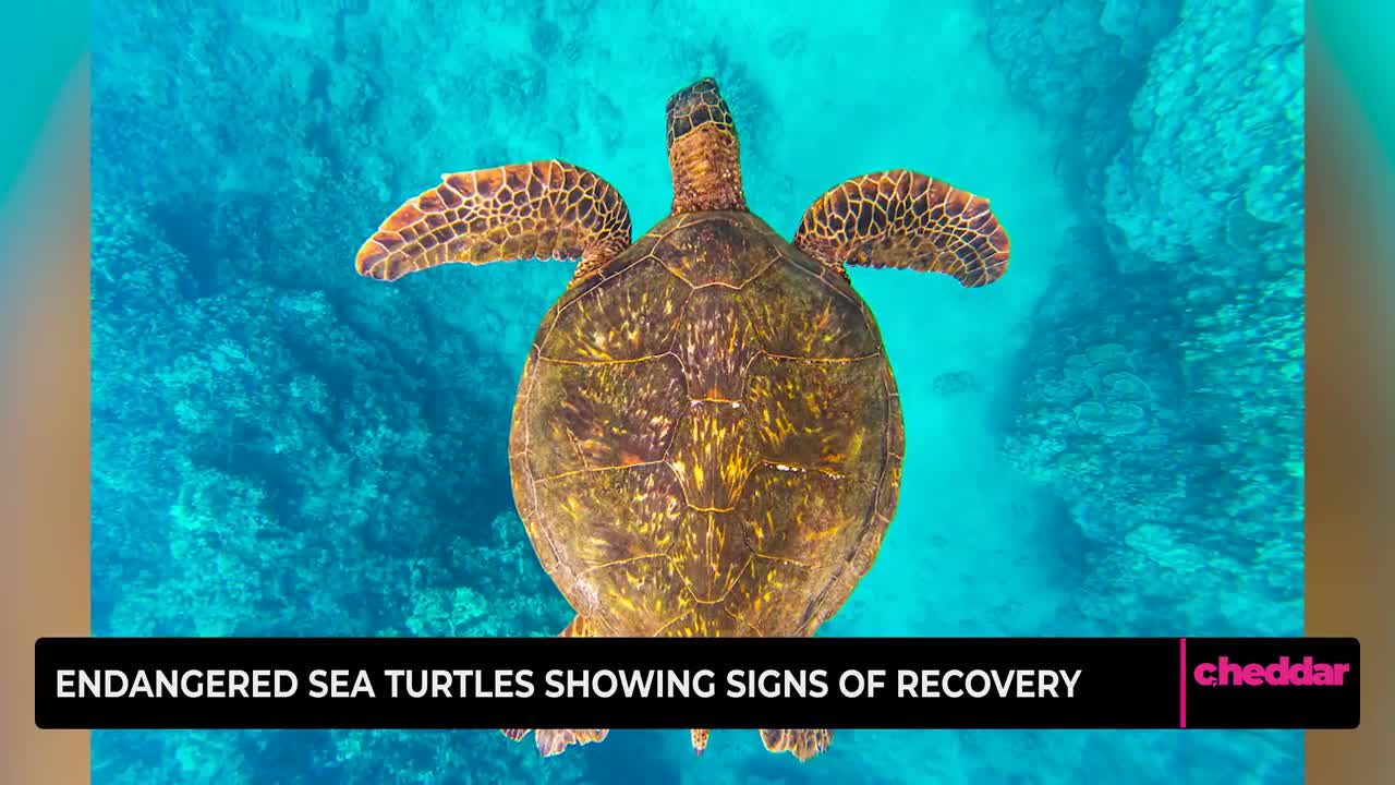 Endangered Sea Turtles Showing Signs of Recovery