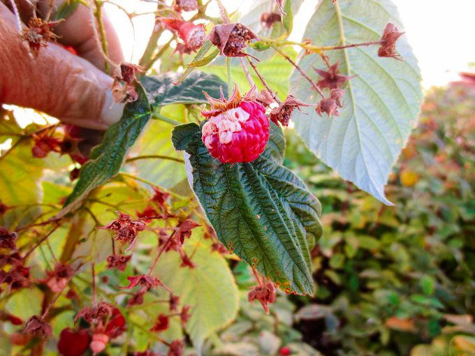 How to Grow Raspberries in Your Own Yard