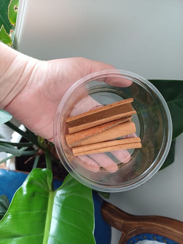 How to Use Cinnamon for Plants: Natural Pest Control and Sturdier Stems