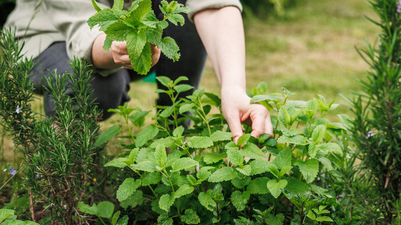 Don't Mistake This Toxic, Invasive Herb For Peppermint