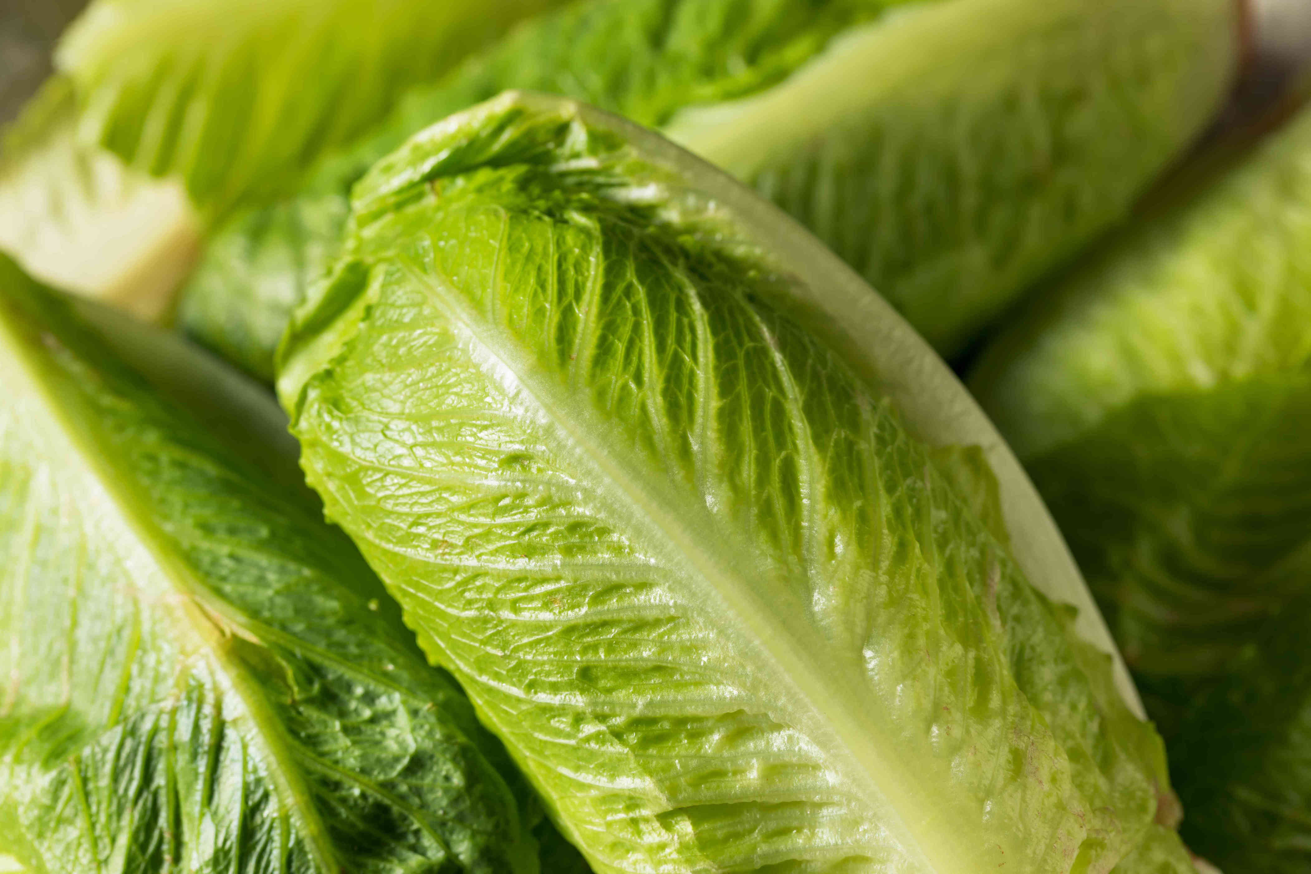 An E. Coli Outbreak in Lettuce Killed 1 and Sickened Dozens—Why Didn't ...