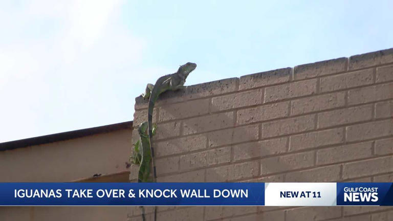 Wall collapse sparks alarm over invasive iguana infestation in Florida ...