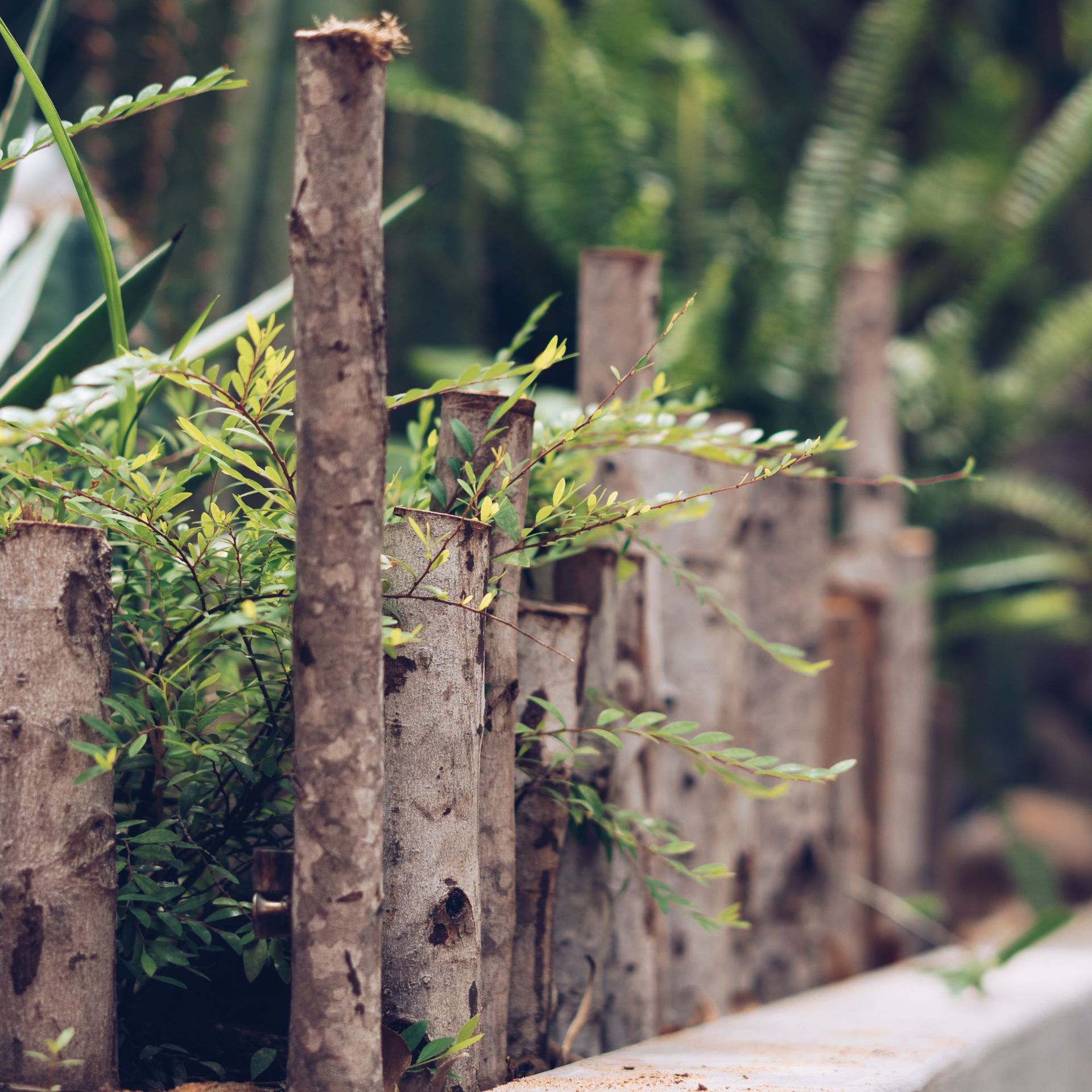 Move over, fences – dead hedges are the wild and wonderful alternative ...