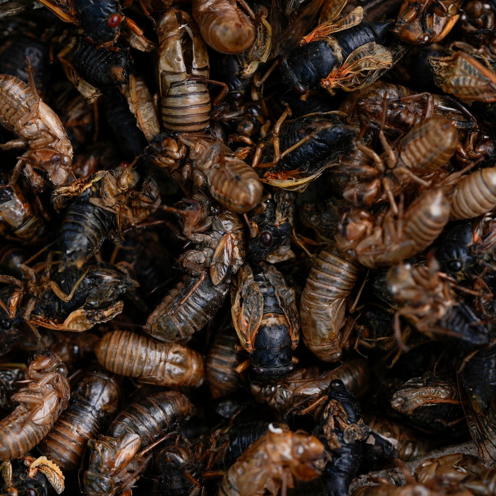 Cicada maps show where the insects will emerge in the U.S. this spring