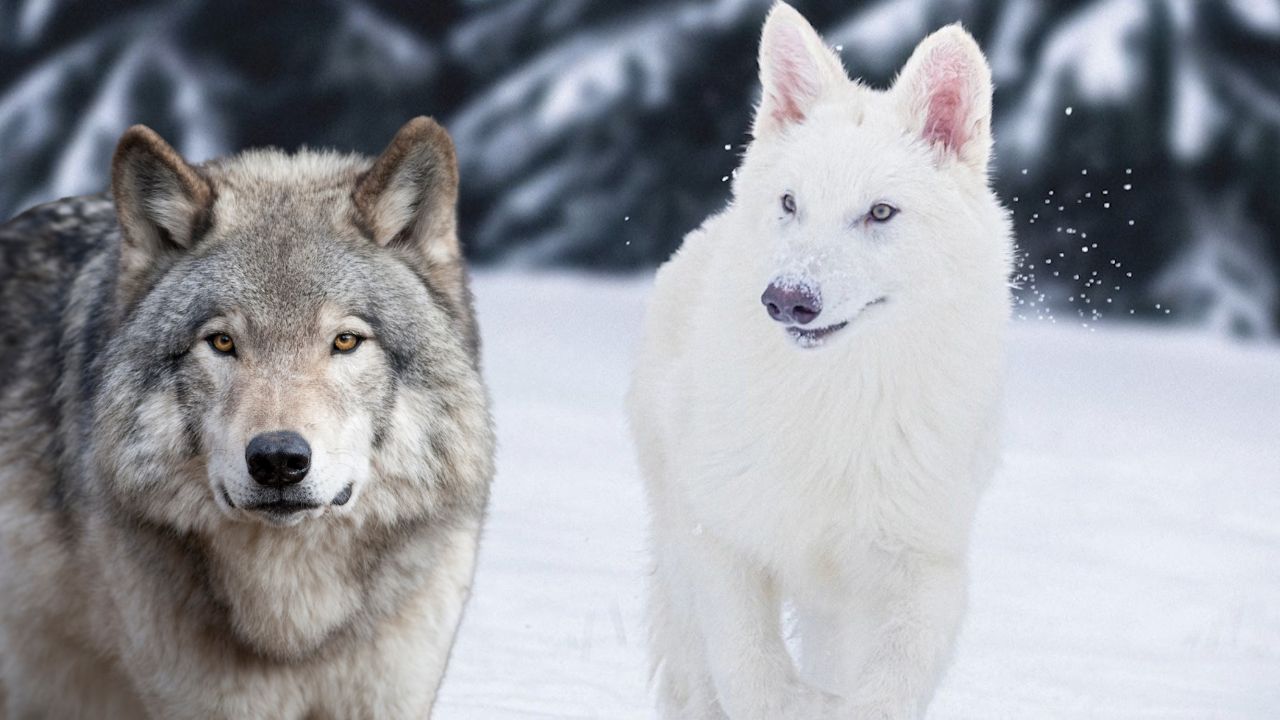Dire Wolf vs Gray Wolf (Key Differences That Go Beyond the Headlines)