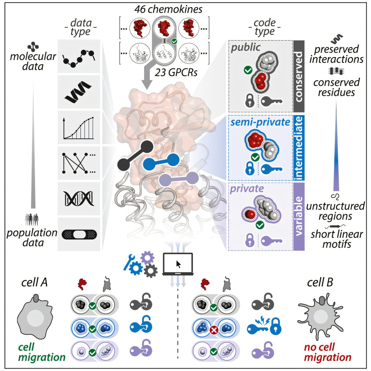 Data science approaches crack the code of cell movement