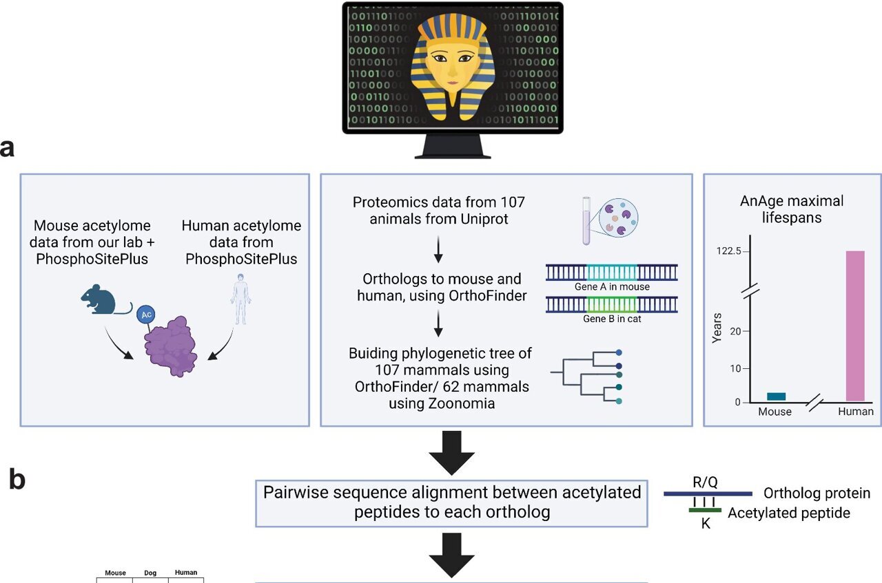 Evolutionary analysis uncovers protein changes that protect mammals ...