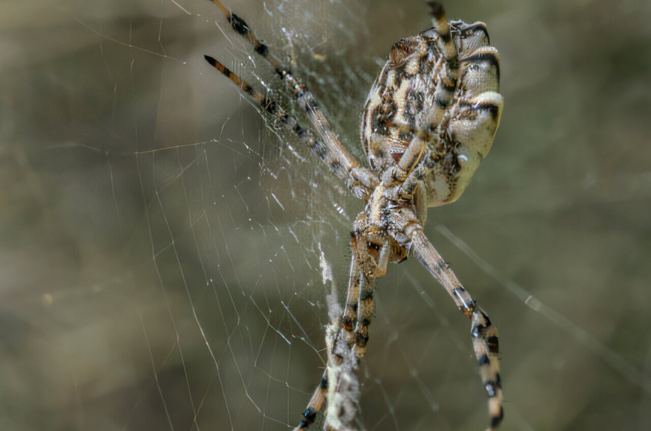 A new map of arthropod evolution, from fossils to embryos
