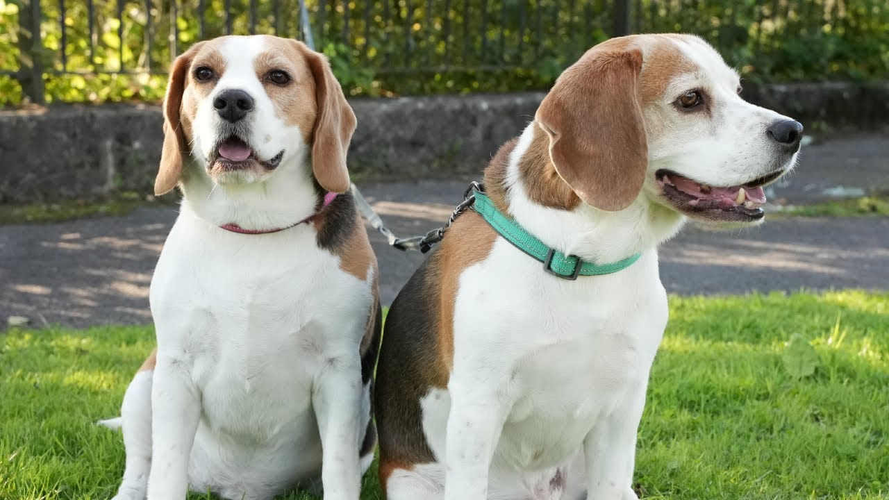 Why we love beagles so much