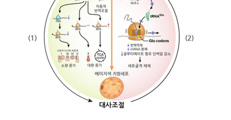 Gist 순천향대 지방세포 대사 조절 메커니즘 세계 첫 규명비만·당뇨 치료 새 전기 마련