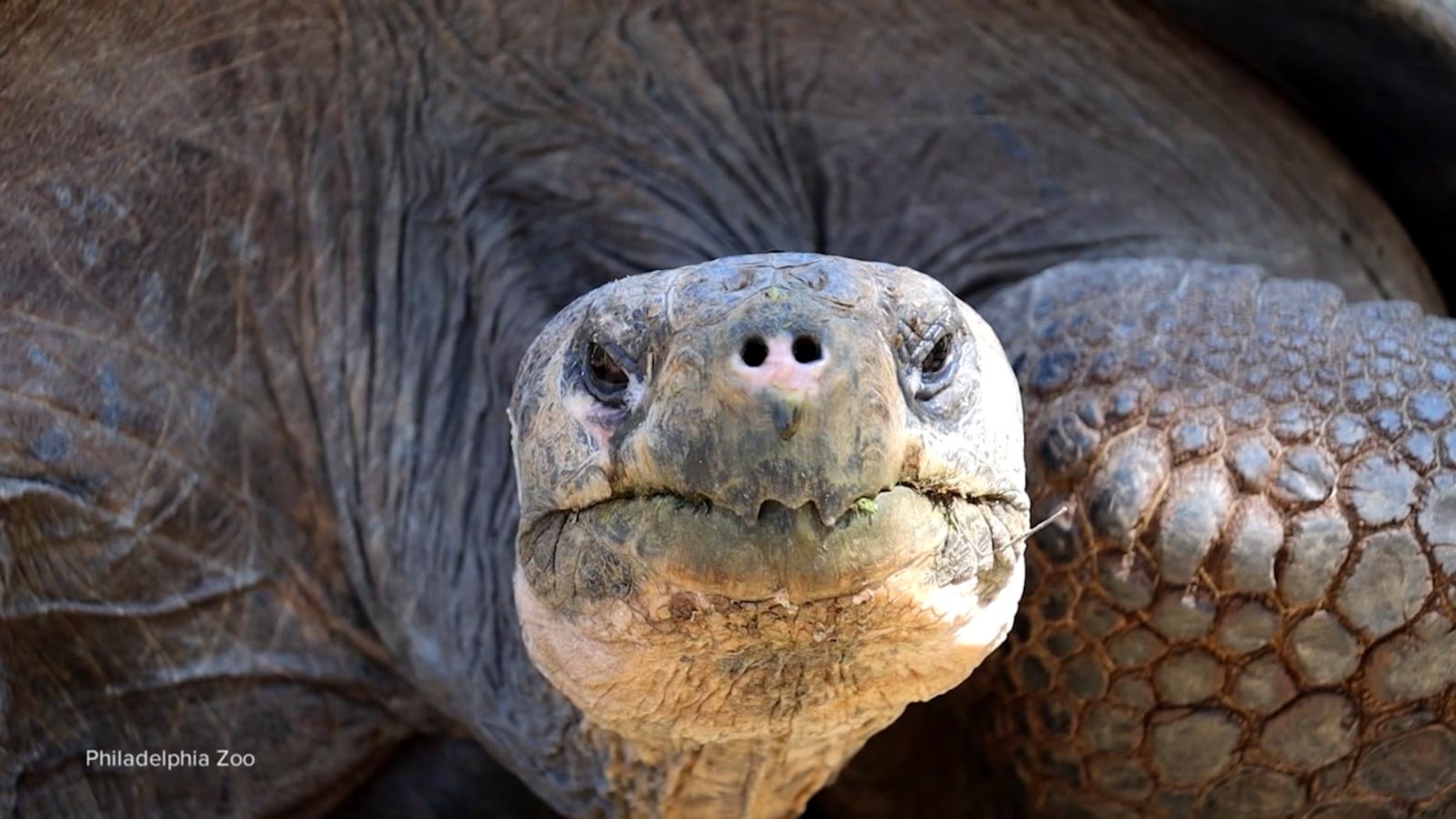 Baby Galápagos tortoises make debut at Philadelphia Zoo