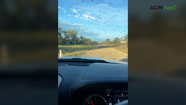Locust swarms devastate pasture at cattle property near Alpha