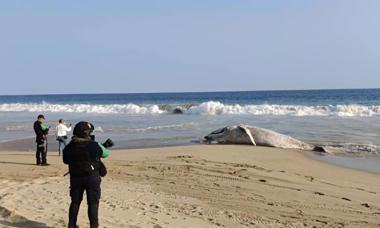 Muere ballena jorobada en Coyuca de Benítez, estaba amarrada y con una ...