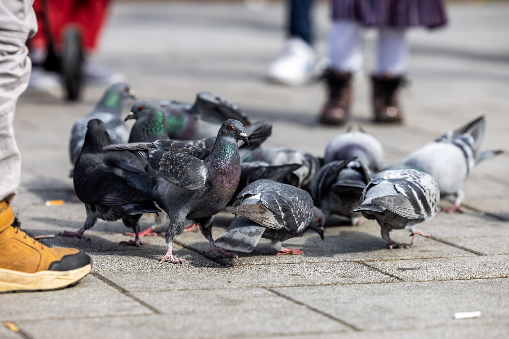 Tauben in Limburg: Untere Naturschutzbehörde am Zug