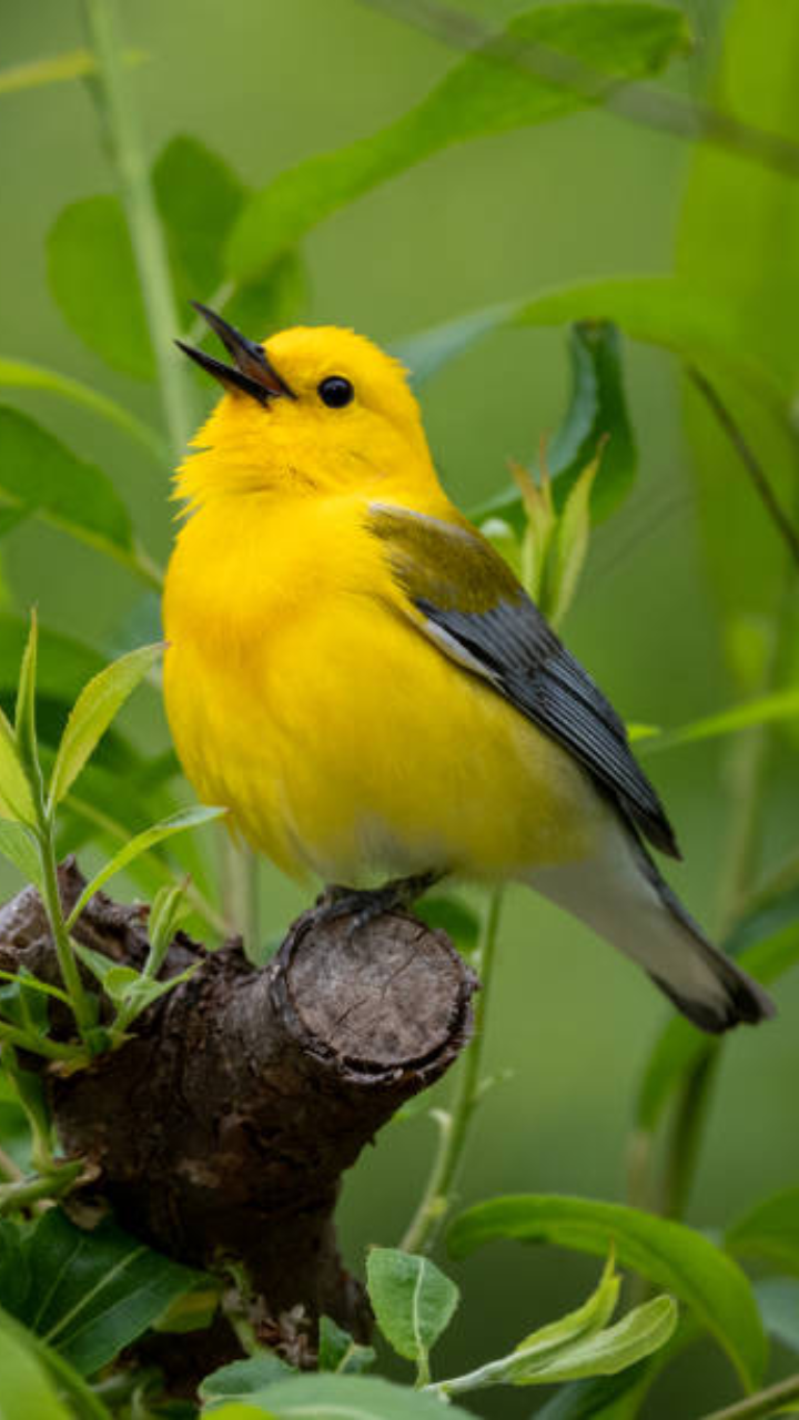 10 beautiful yellow birds that will brighten your day