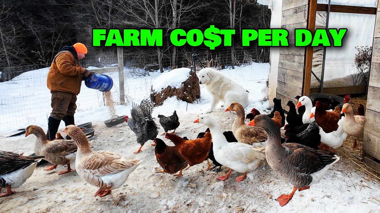 The true cost of feeding 100+ farm animals each day