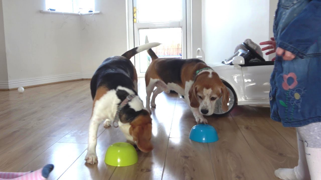 Transform your dog's boredom with this genius entertainment hack