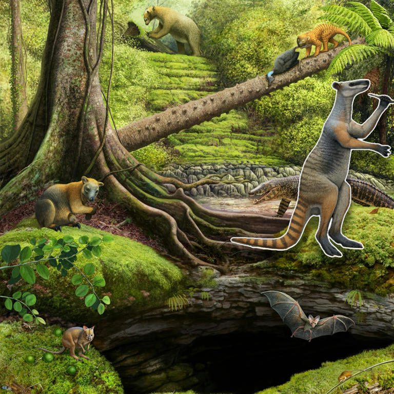 Fossil teeth show extinct giant kangaroos spent their lives close to ...