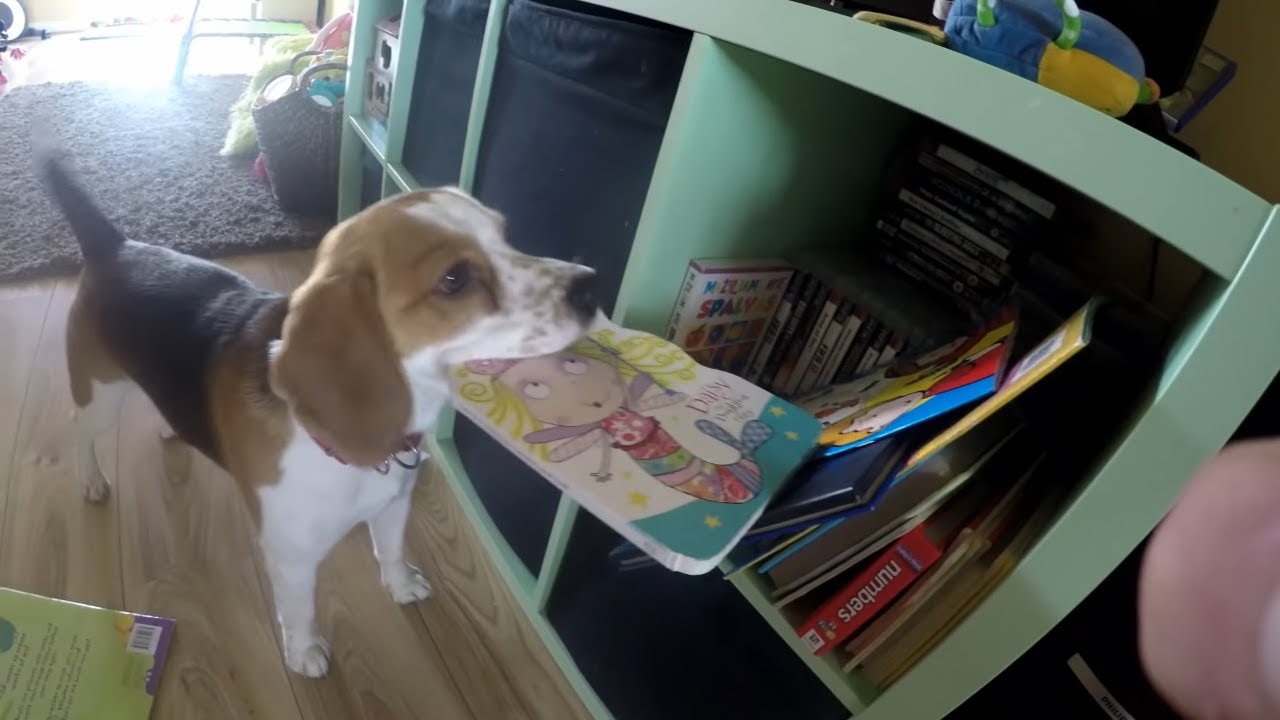 Beagle and baby form the world’s cutest cleaning crew