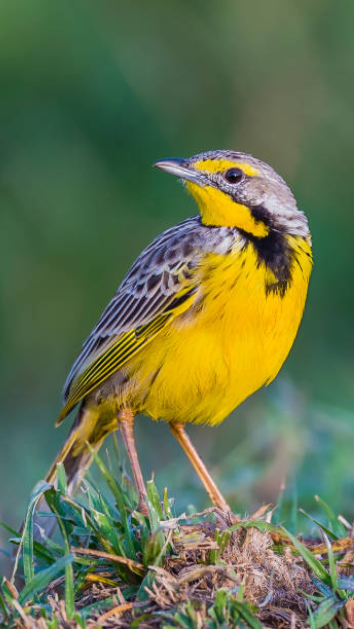 10 beautiful yellow birds that will brighten your day