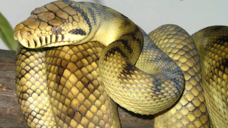 Amethystine Python: Discover the key characteristics, diet, habitat ...