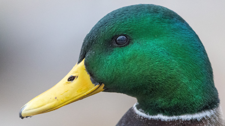 Sanctuary Duck Who Was Hit by Car and Lost His Mate Is Making People ...
