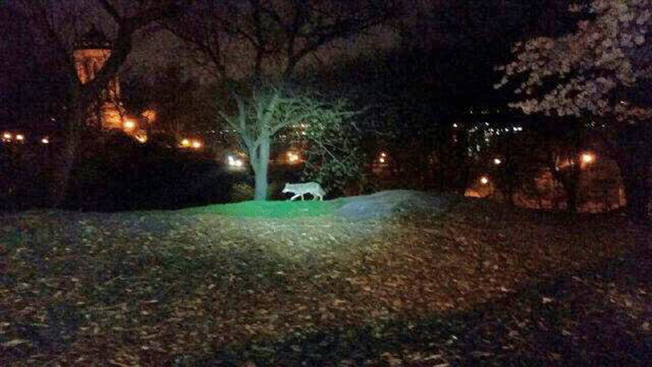 Coyotes howling in the Bronx are keeping some residents up at night