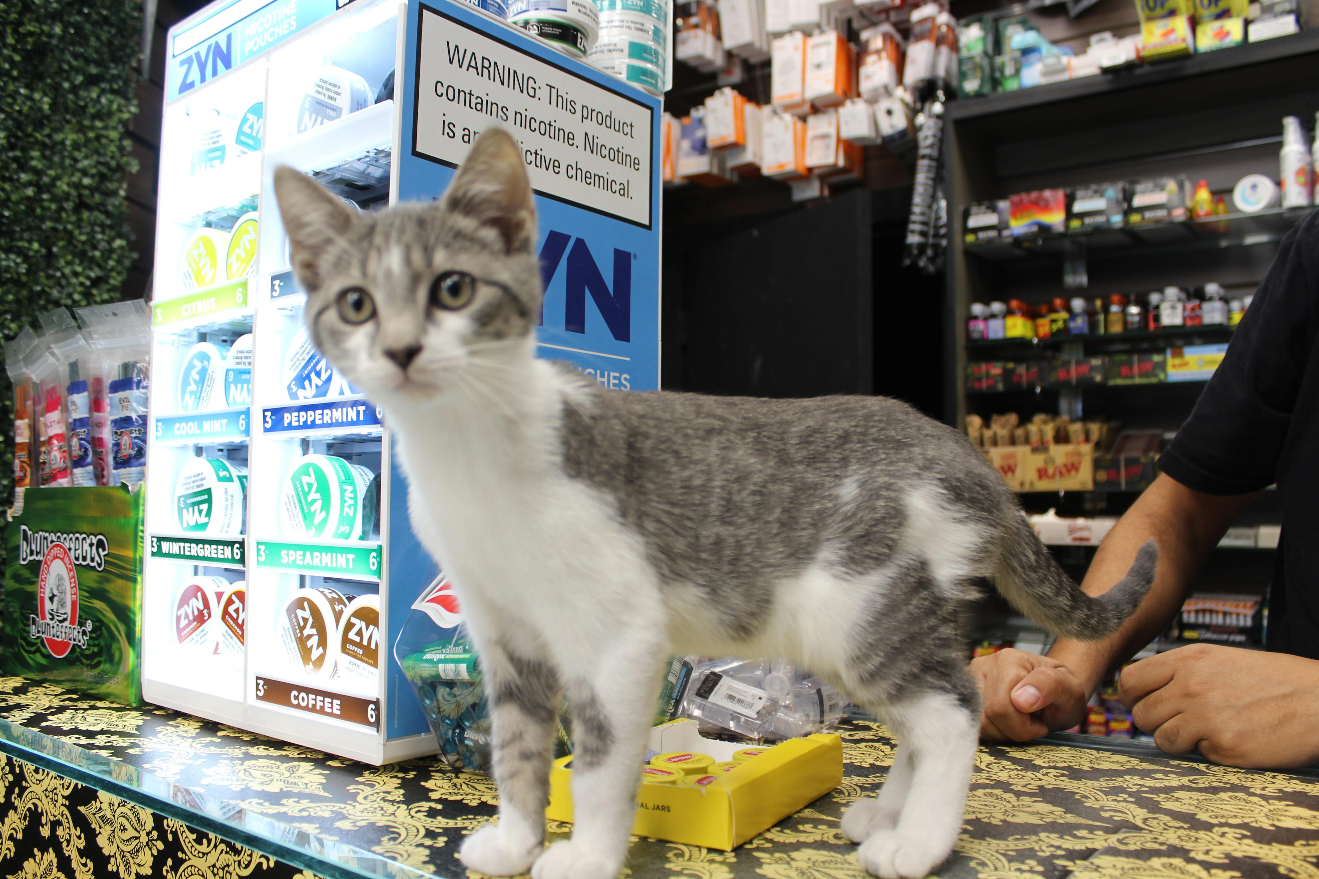 Fundraiser launched to provide veterinary care to beloved NYC bodega cats