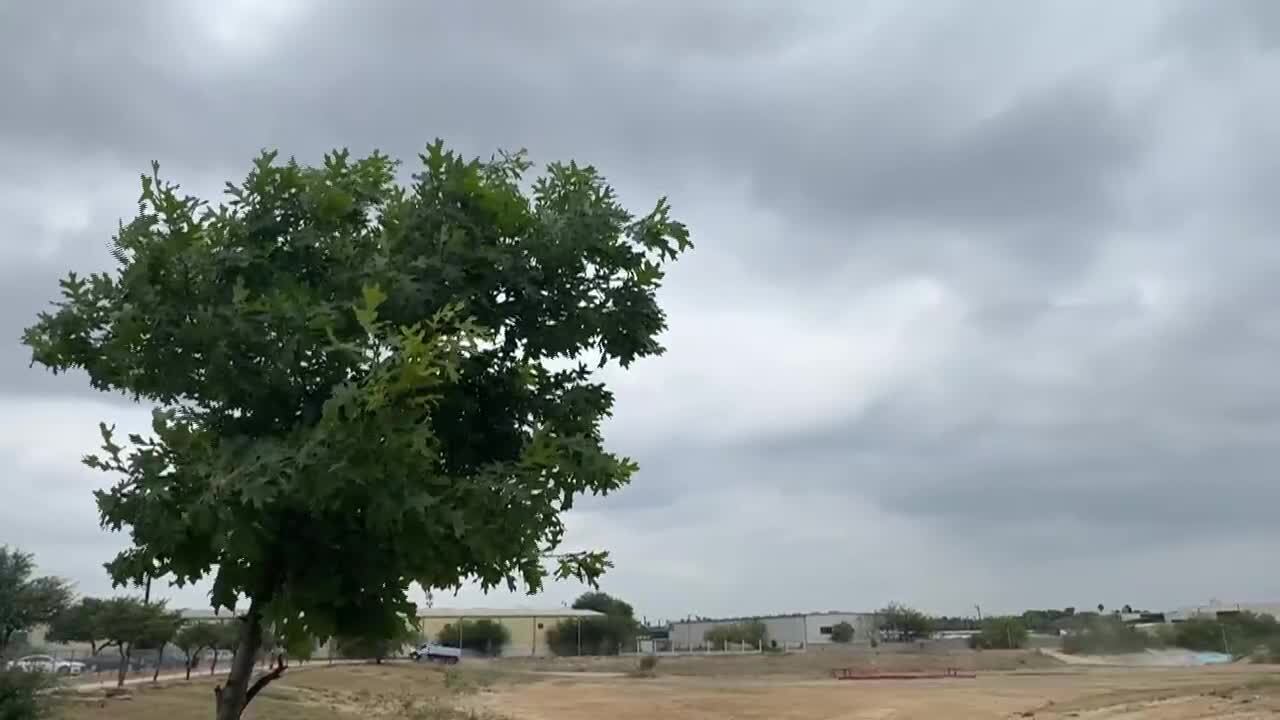 Understanding symptoms, triggers during Laredo’s peak allergy season