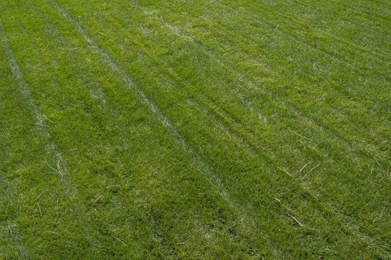 Experts Say You’re Mowing Your Yard All Wrong