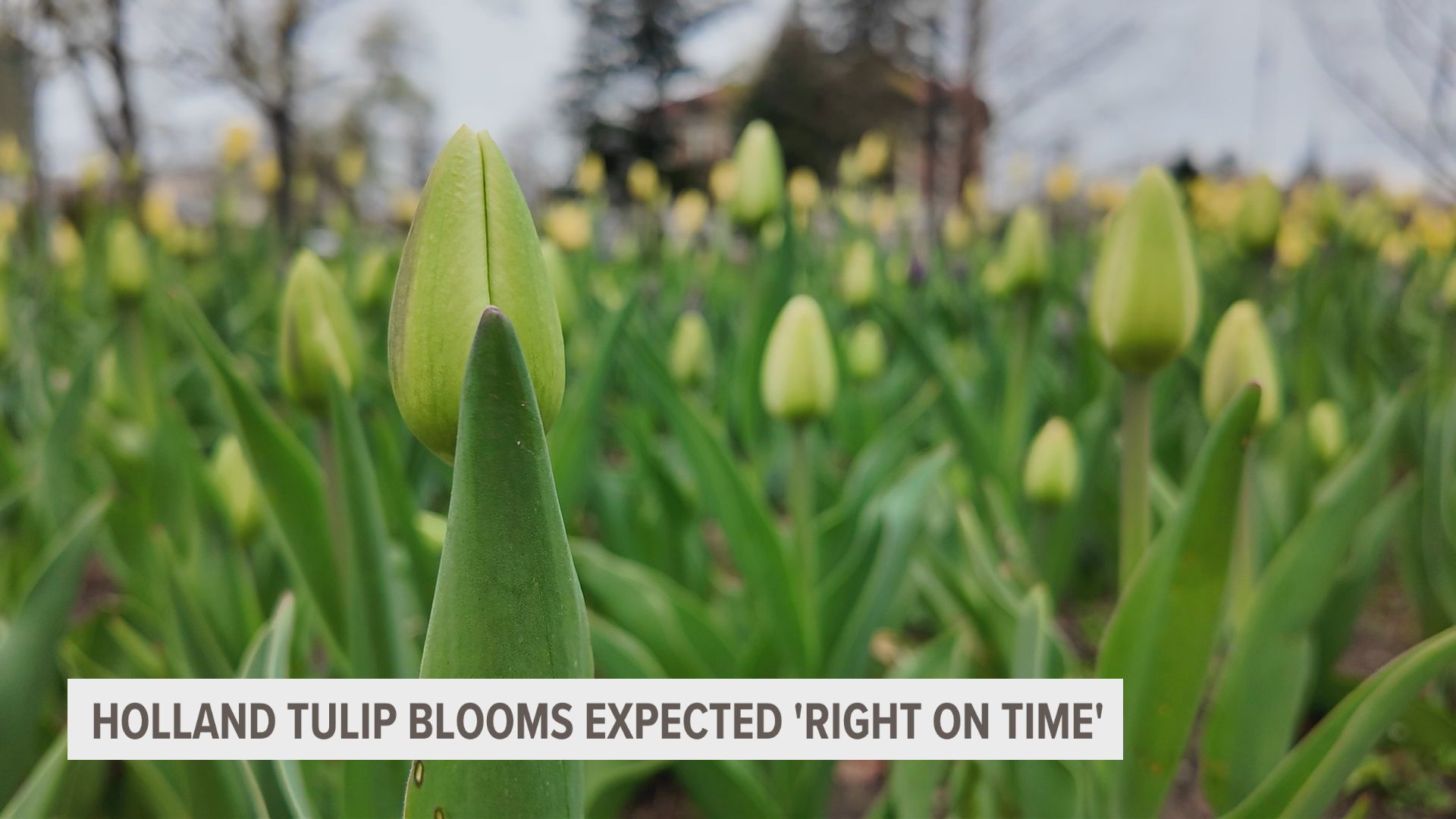 Holland tulip blooms expected 'right on time' for Tulip Time Festival ...