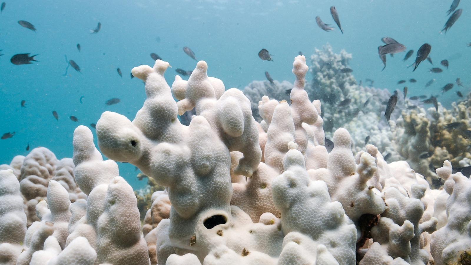 Largest coral bleaching event on record impacts 84% of world's reefs: NOAA