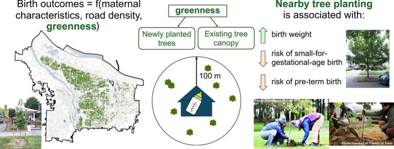 Living near newly planted trees linked to healthier birth outcomes in ...