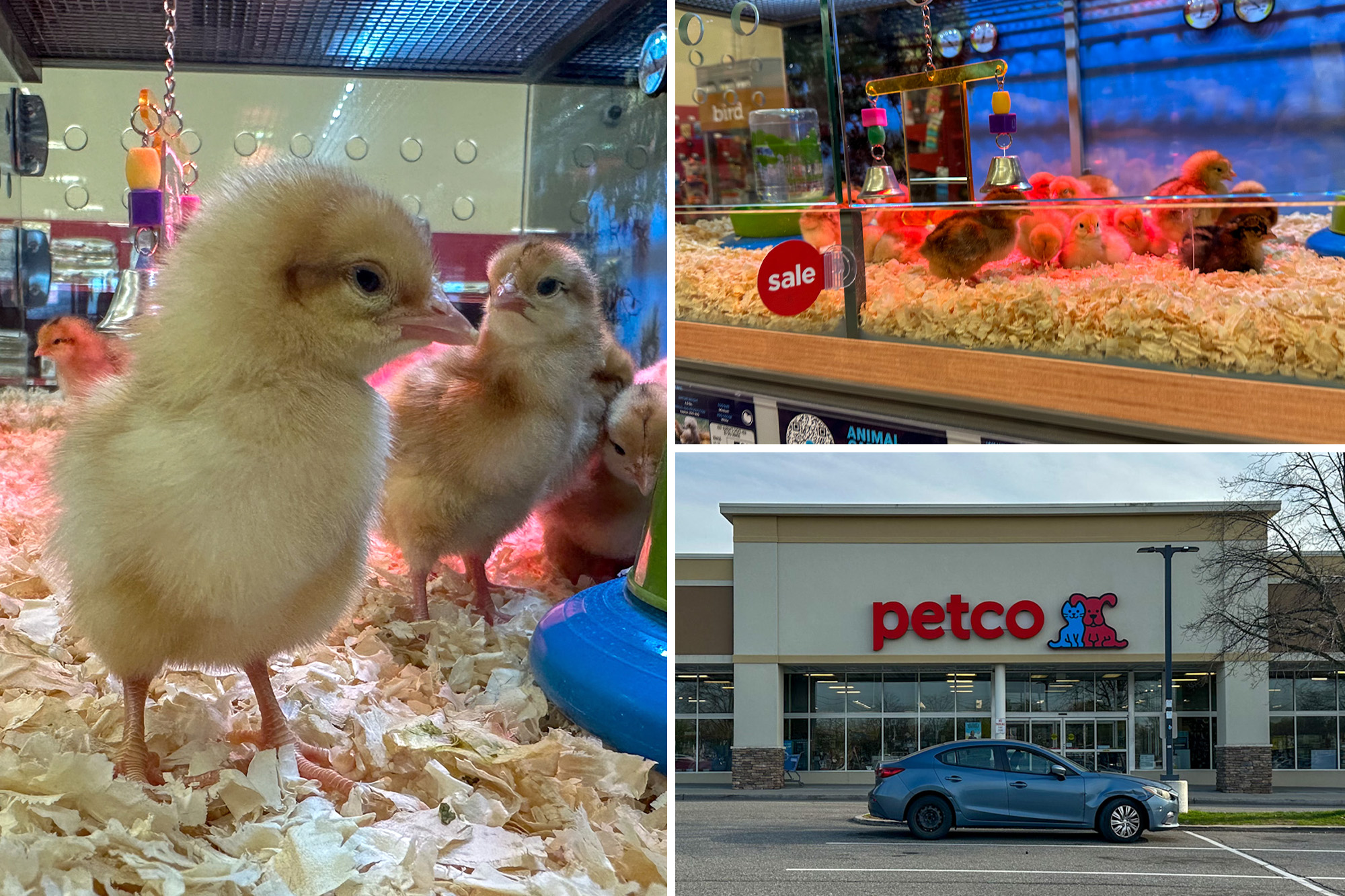 NY Petco selling live egg-laying female chicks for $5.99 a pop in new ...