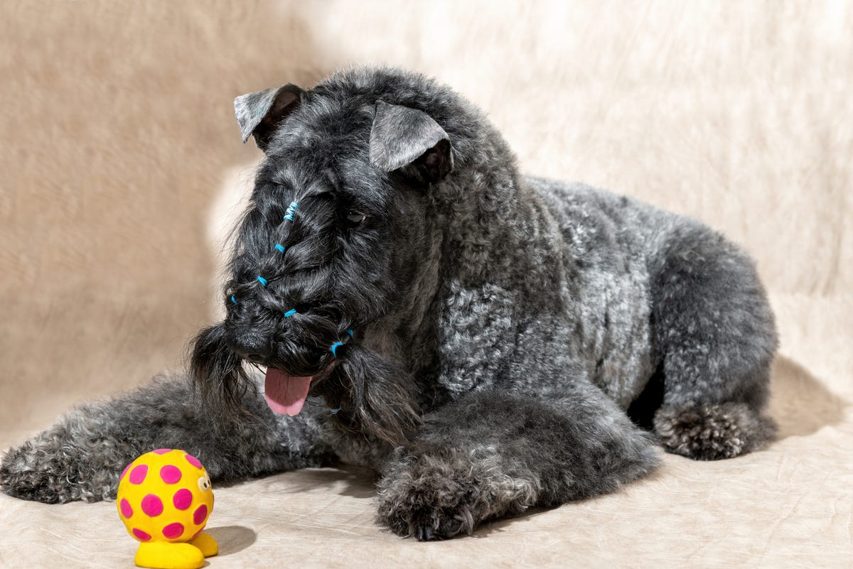 The 50 Most Popular Dog Breeds in the U.S.