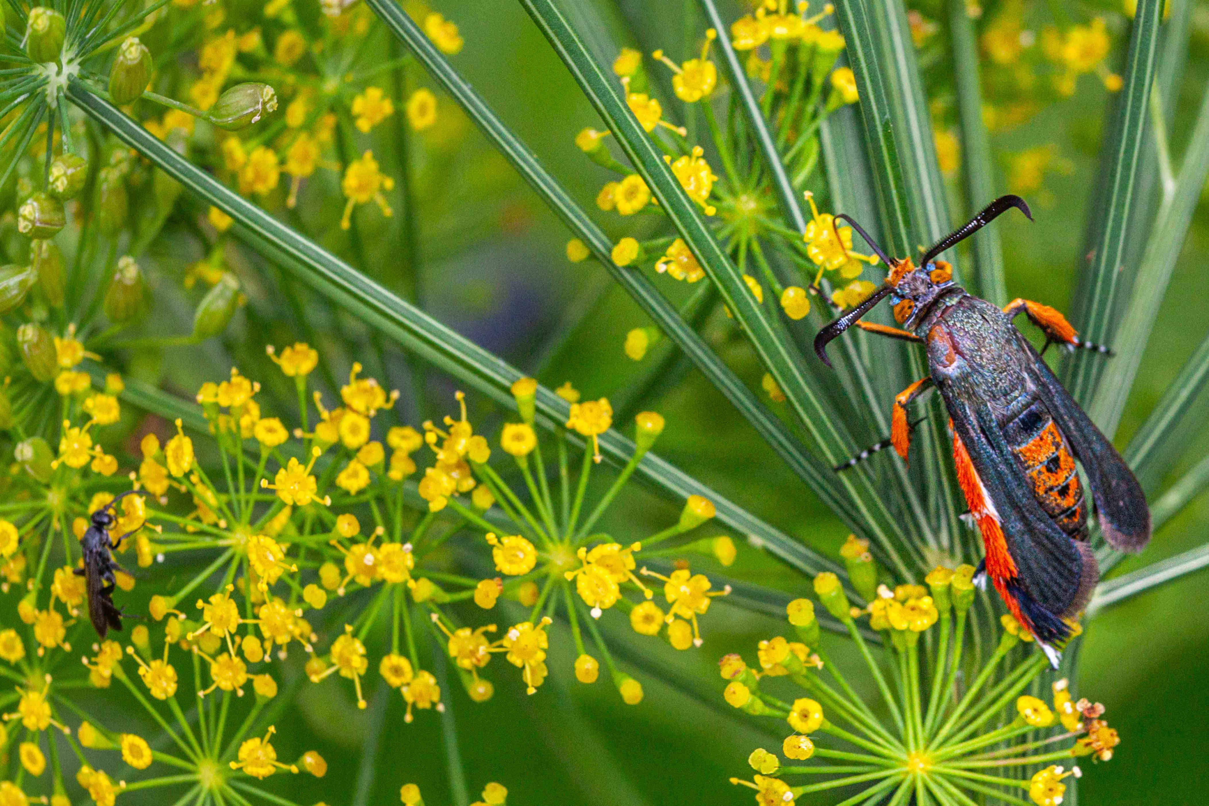 How To Get Rid Of Squash Vine Borers So They Don't Destroy Your ...