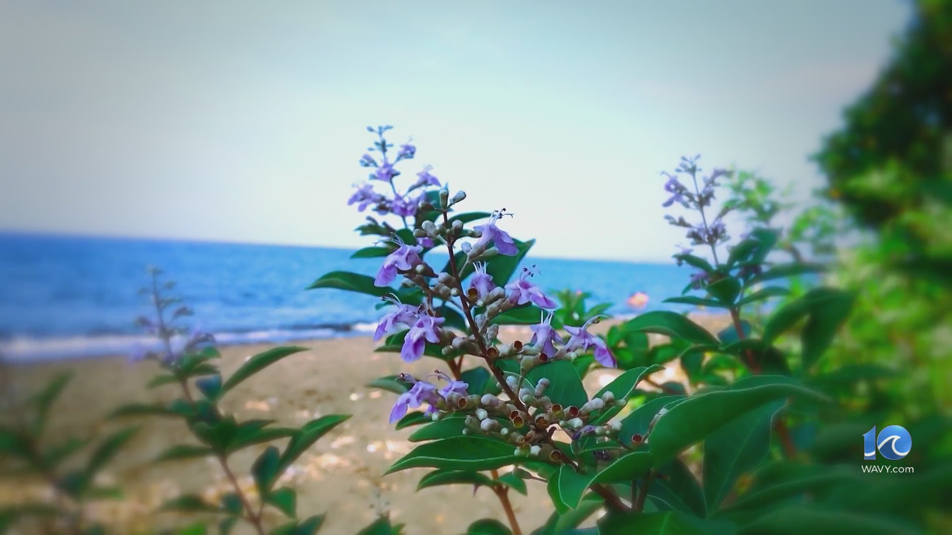 What to know about invasive beach vitex threat to Virginia coastal ...