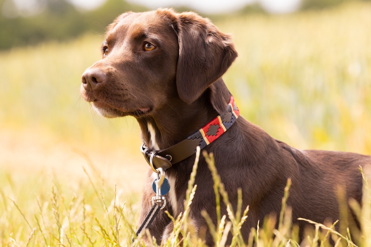 Michigan Couple Spends Hours Gaining Stray Dog's Trust Until Something ...