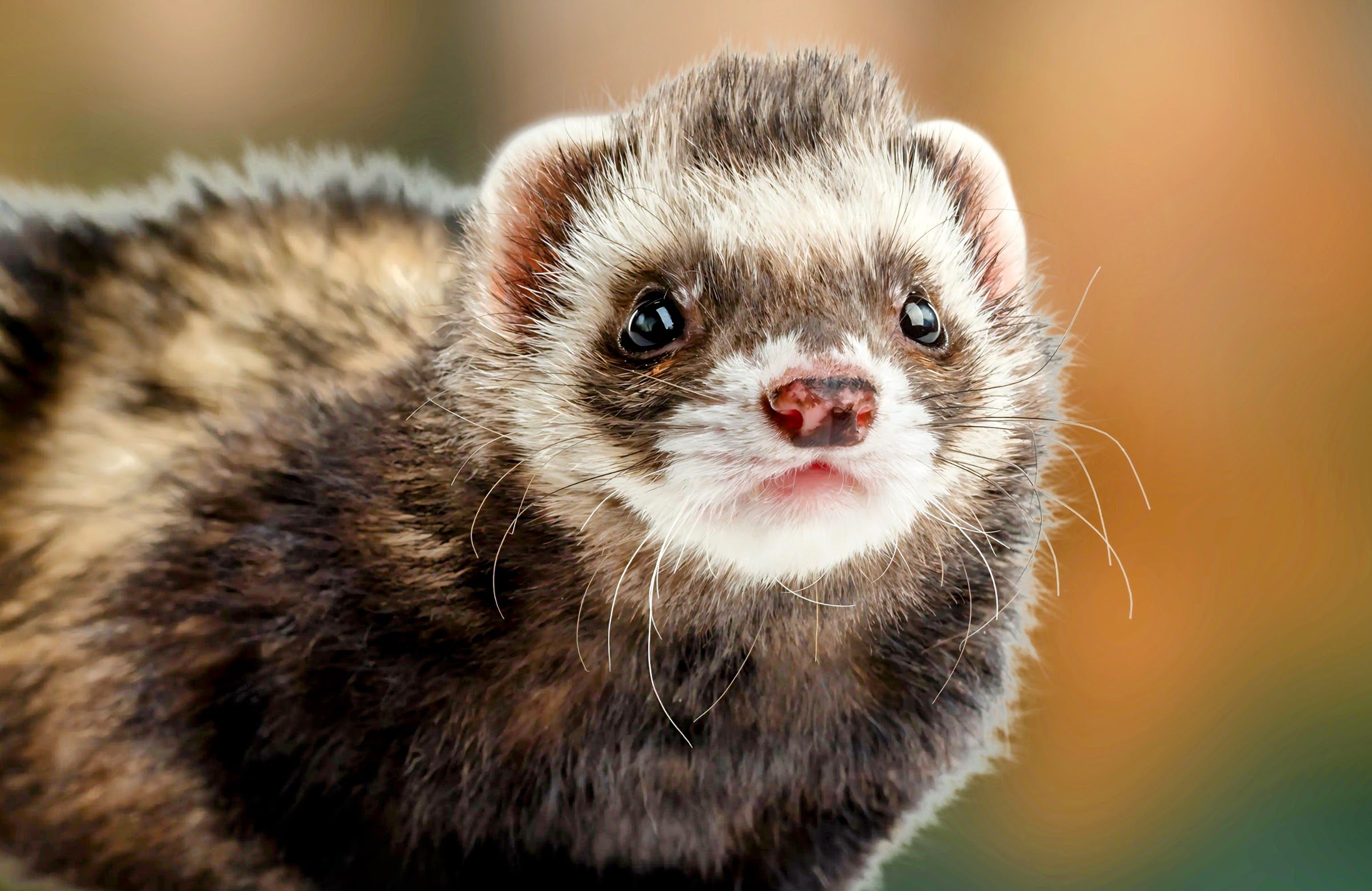 America's Only Native Ferret Was Thought Extinct—Until It Showed Up ...