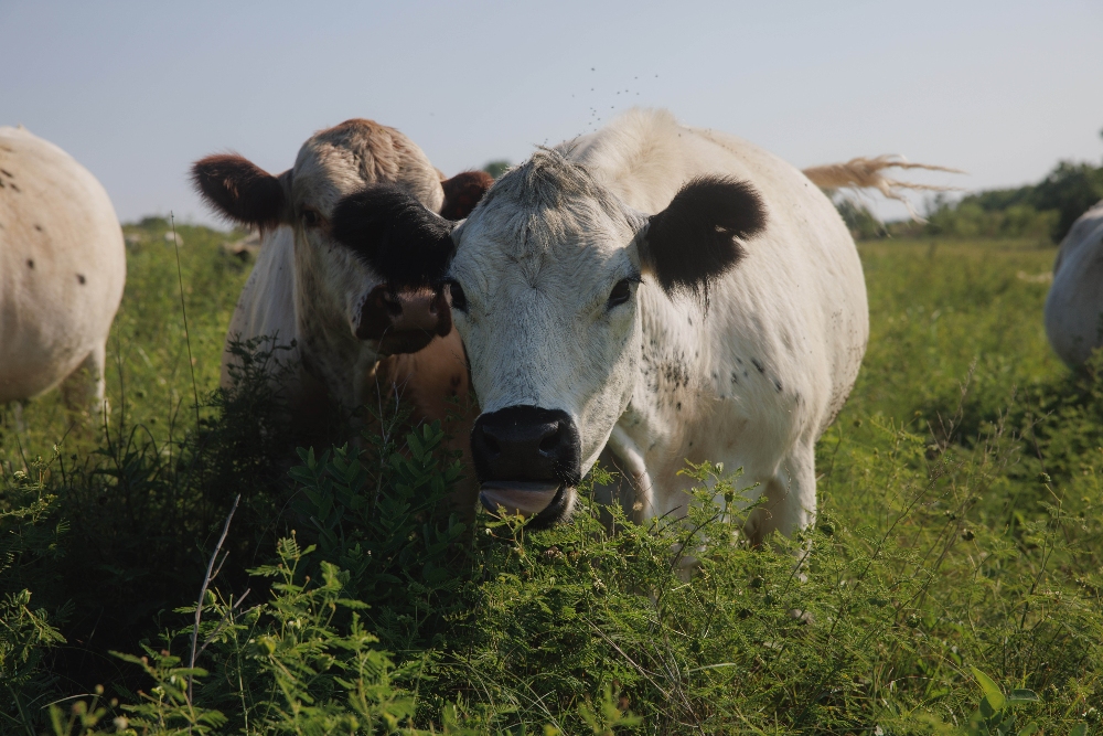 Jelang Iduladha 2025: Pengiriman Sapi dari NTB Terkendala Transportasi Laut