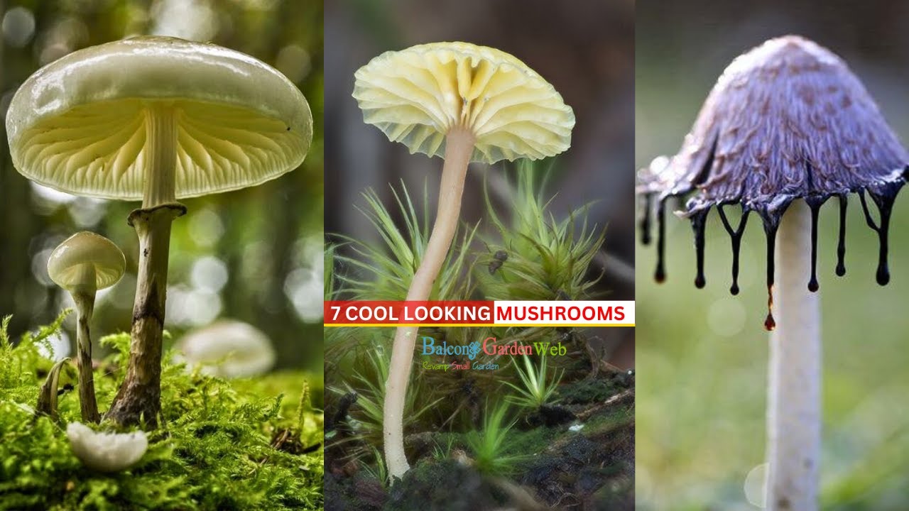7 Cool Looking Mushrooms ¦ Weird Mushrooms