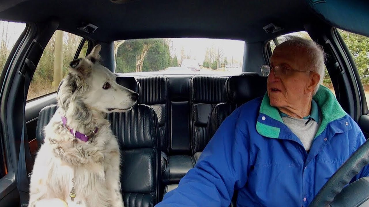 Watch this super smart dog show off!