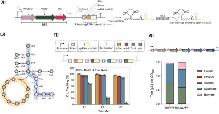 [쿠키과학] '크리스퍼 유전자가위 한계 넘다'… 생명연, 고효율 다중 유전체 편집기술 개발