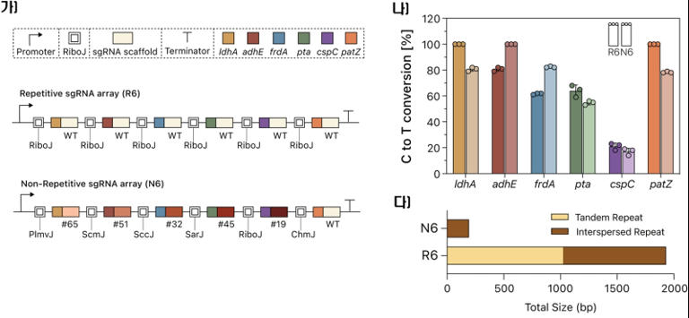 [쿠키과학] '크리스퍼 유전자가위 한계 넘다'… 생명연, 고효율 다중 유전체 편집기술 개발