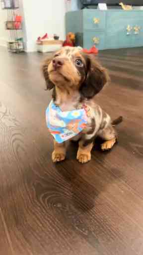 Welcome to a day in Miss Maple’s life → A day in the life of Miss Maple