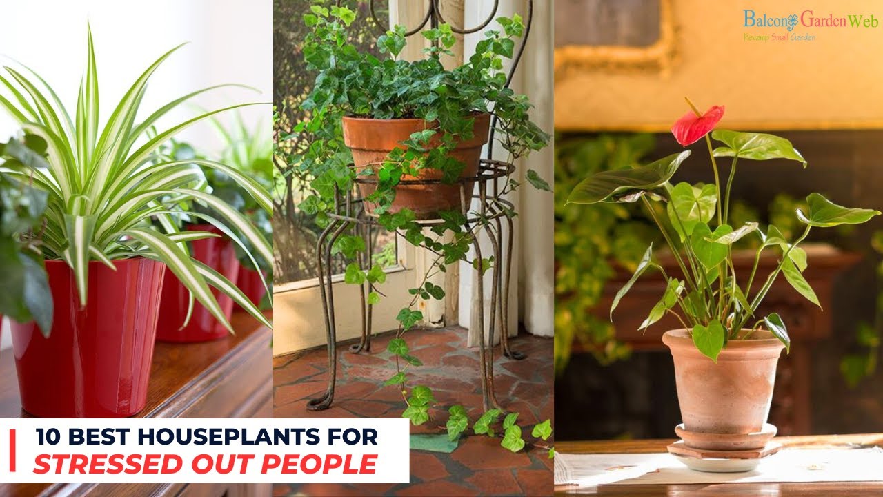 10 indoor plants that help you feel relaxed and refreshed
