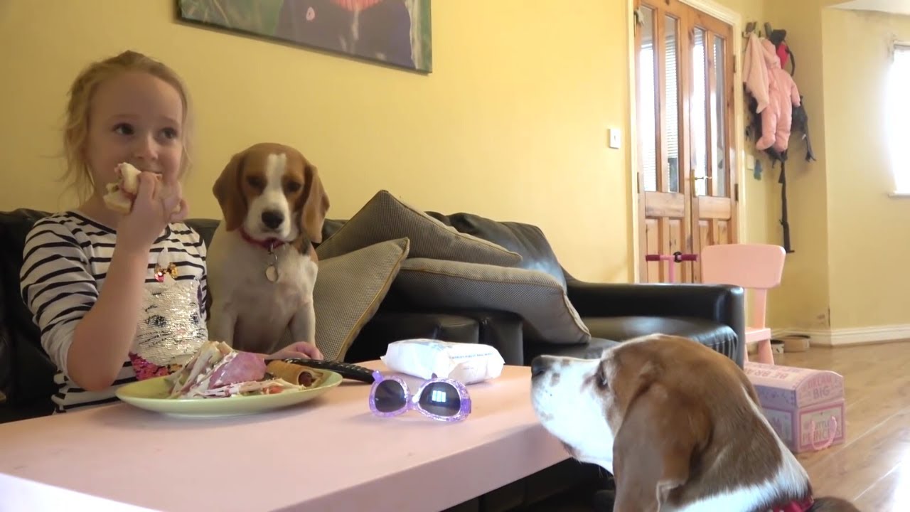 Ignoring dogs while eating leads to beagles trying to steal food