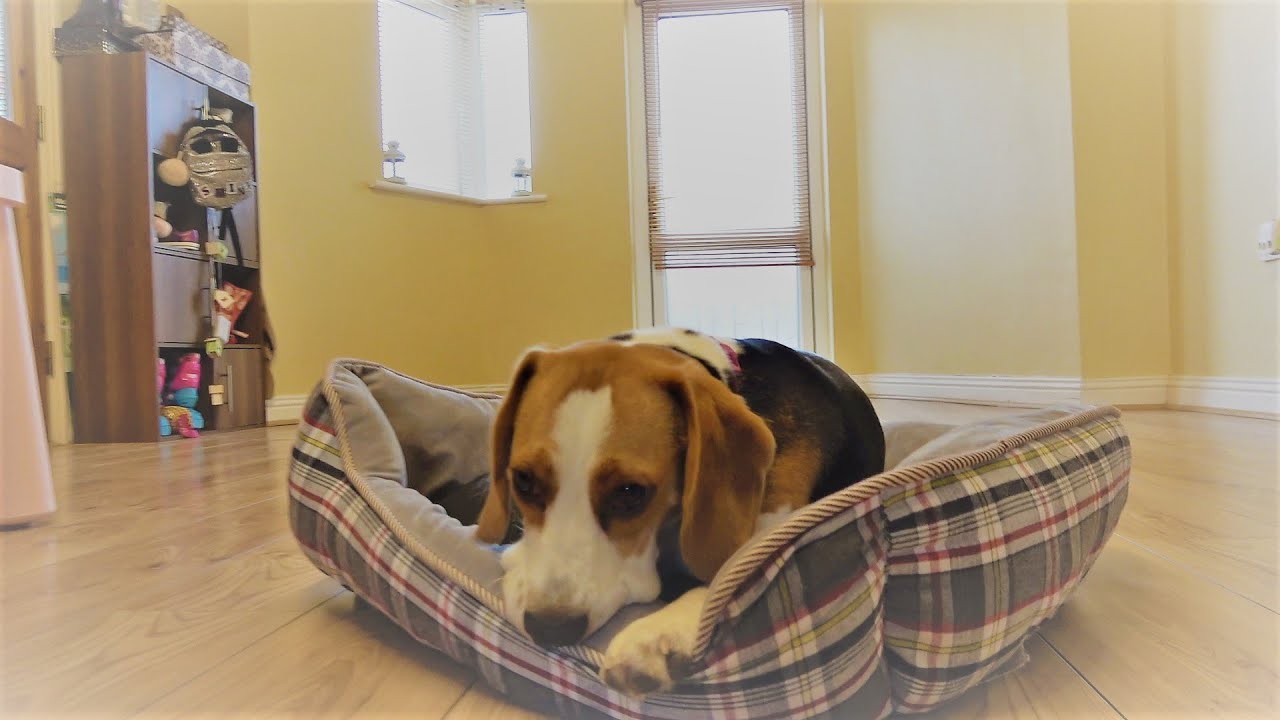 Puppy hilariously prepares bed like a human