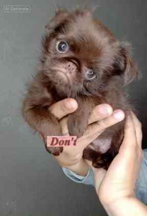 Proshka the Singing Pup: A Cute Brussels Griffon