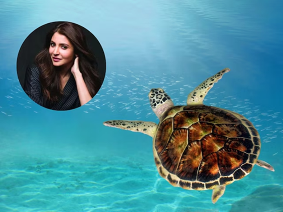 Turtle Magic: Anushka Sharma shared the solution of Turtle Magic, how ...